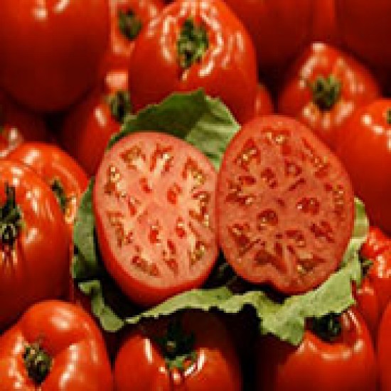 Bobcat F1 Oturak Domates Fidesi – Arazi Tarım Antalya